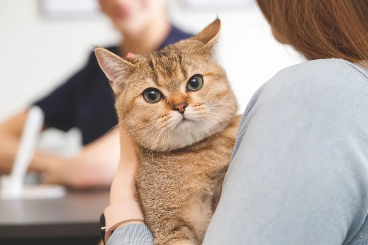 Kamienie moczowe u kota – co robić? - O!MEGA KARMY