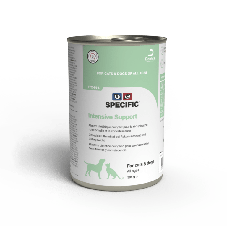 FeLV, czyli białaczka u kotów – co trzeba o niej wiedzieć? - O!MEGA KARMY