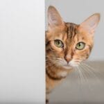 FeLV, czyli białaczka u kotów – co trzeba o niej wiedzieć? - O!MEGA KARMY